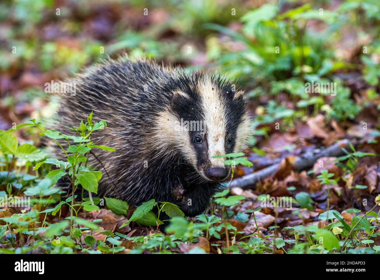 Dachs (Meles meles), Jungtier Stock Photo - Alamy