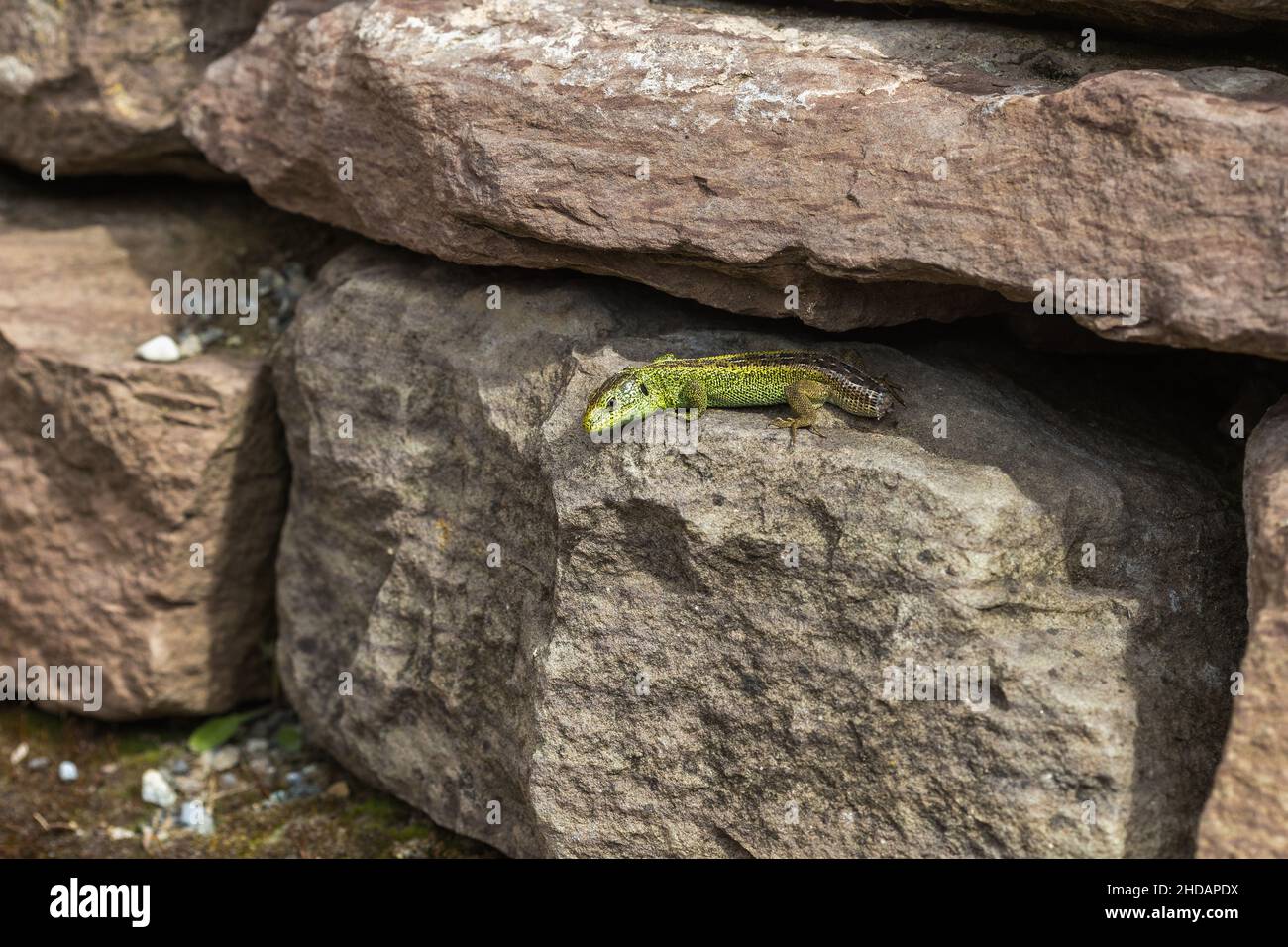 Männchen zauneidechse hi-res stock photography and images - Alamy