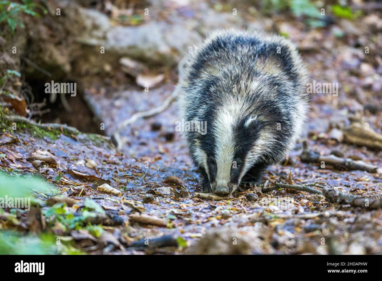 Dachs (Meles meles), Jungtier Stock Photo - Alamy