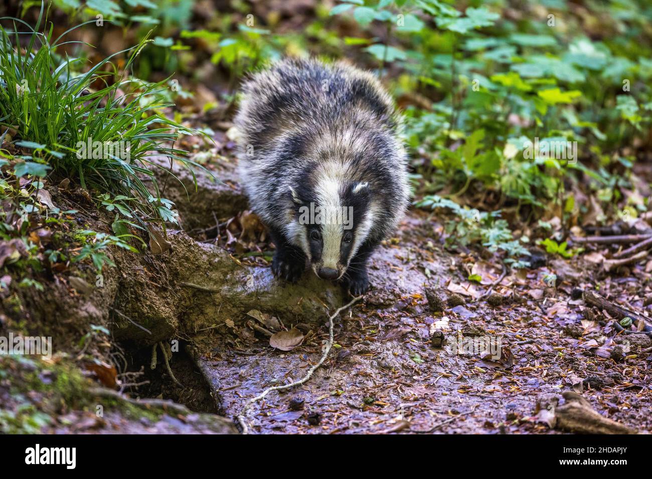 Dachs (Meles meles), Jungtier Stock Photo - Alamy