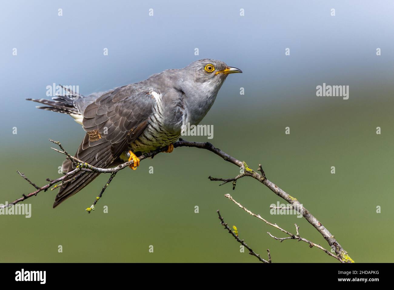 Kuckuck (Cuculus canorus Stock Photo - Alamy