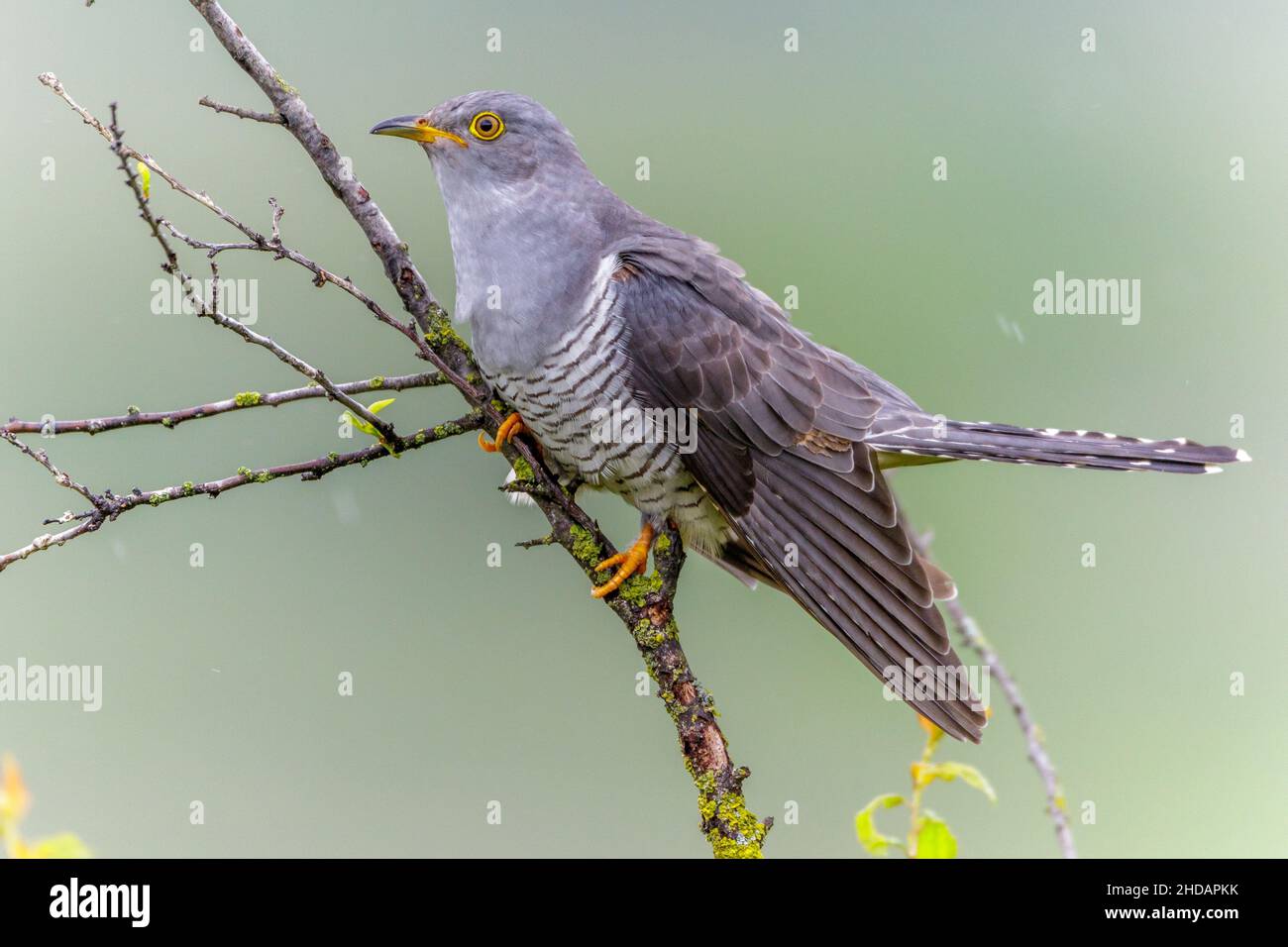 Kuckuck (Cuculus canorus Stock Photo - Alamy