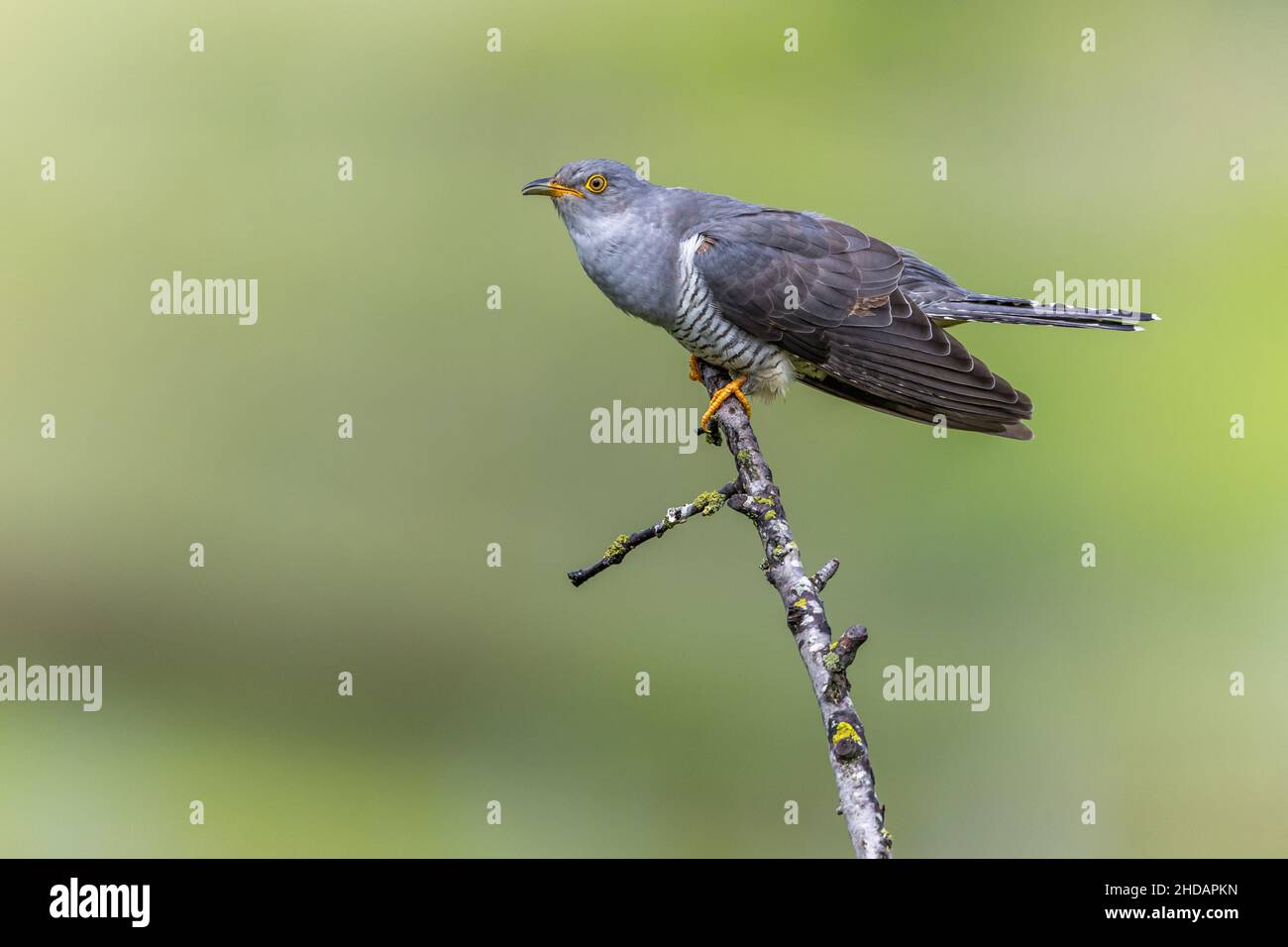 Kuckuck (Cuculus canorus Stock Photo - Alamy