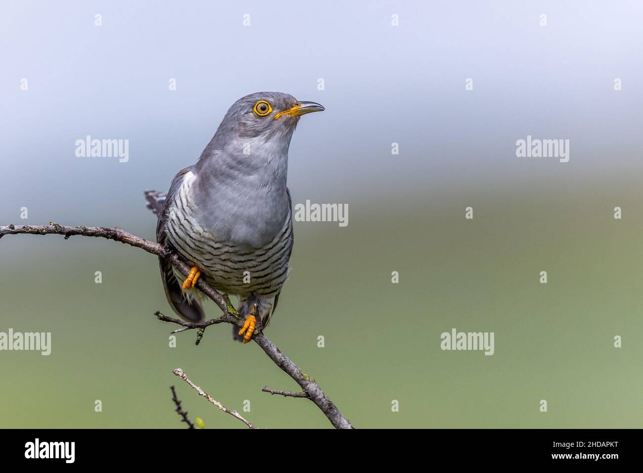 Kuckuck (Cuculus canorus Stock Photo - Alamy