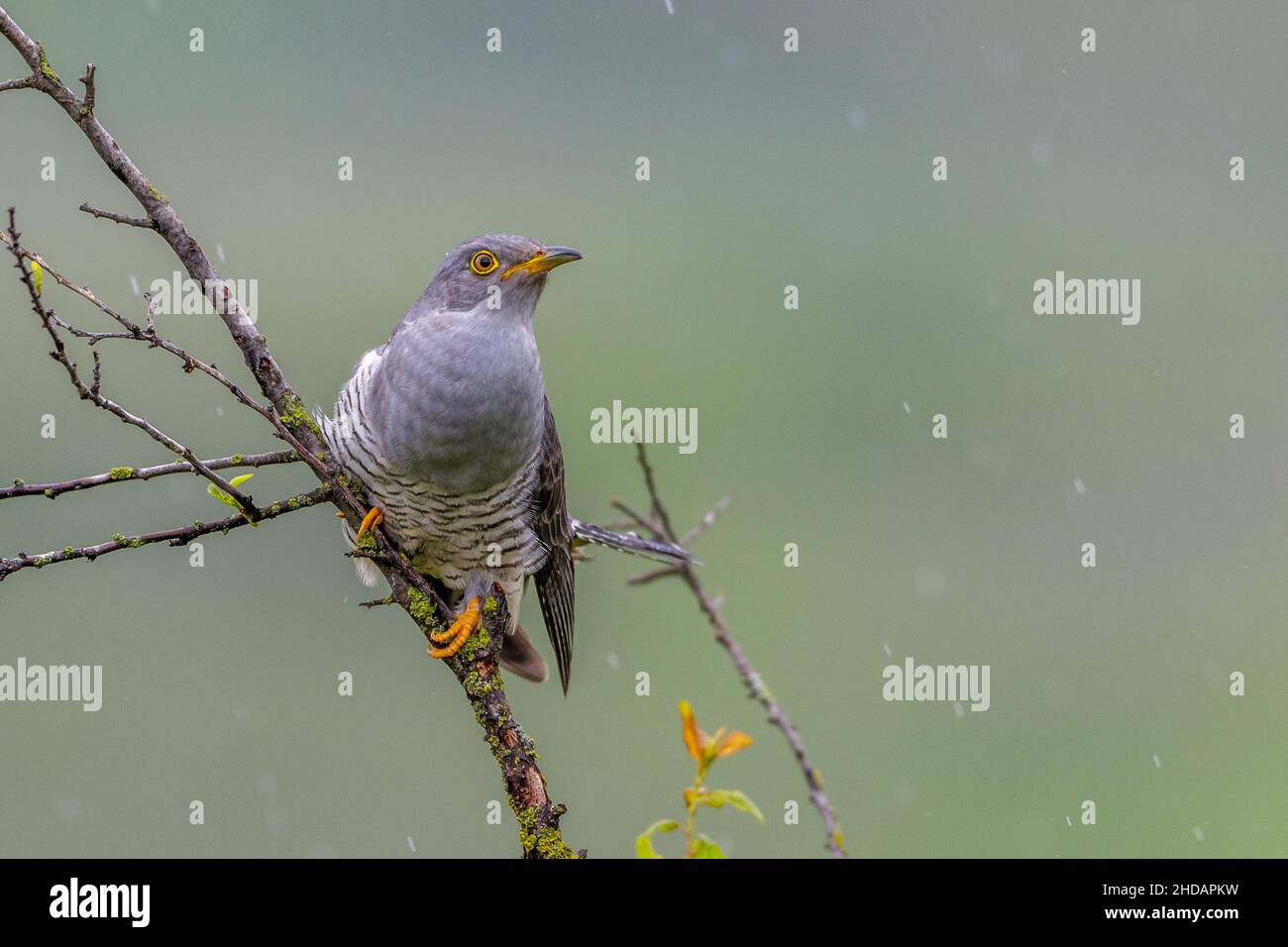 Kuckuck (Cuculus canorus Stock Photo - Alamy