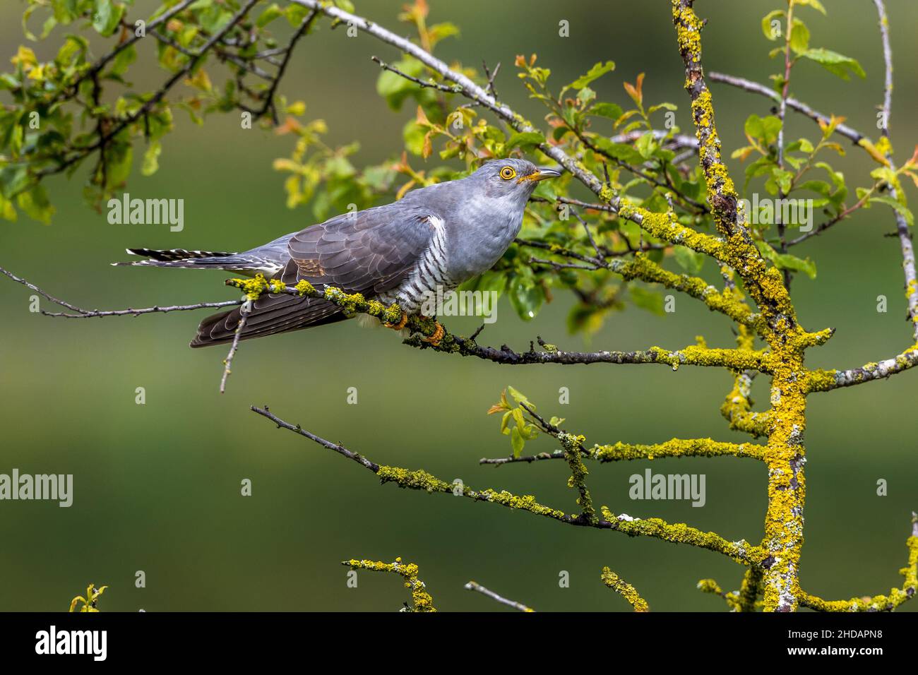 Kuckuck (Cuculus canorus Stock Photo - Alamy