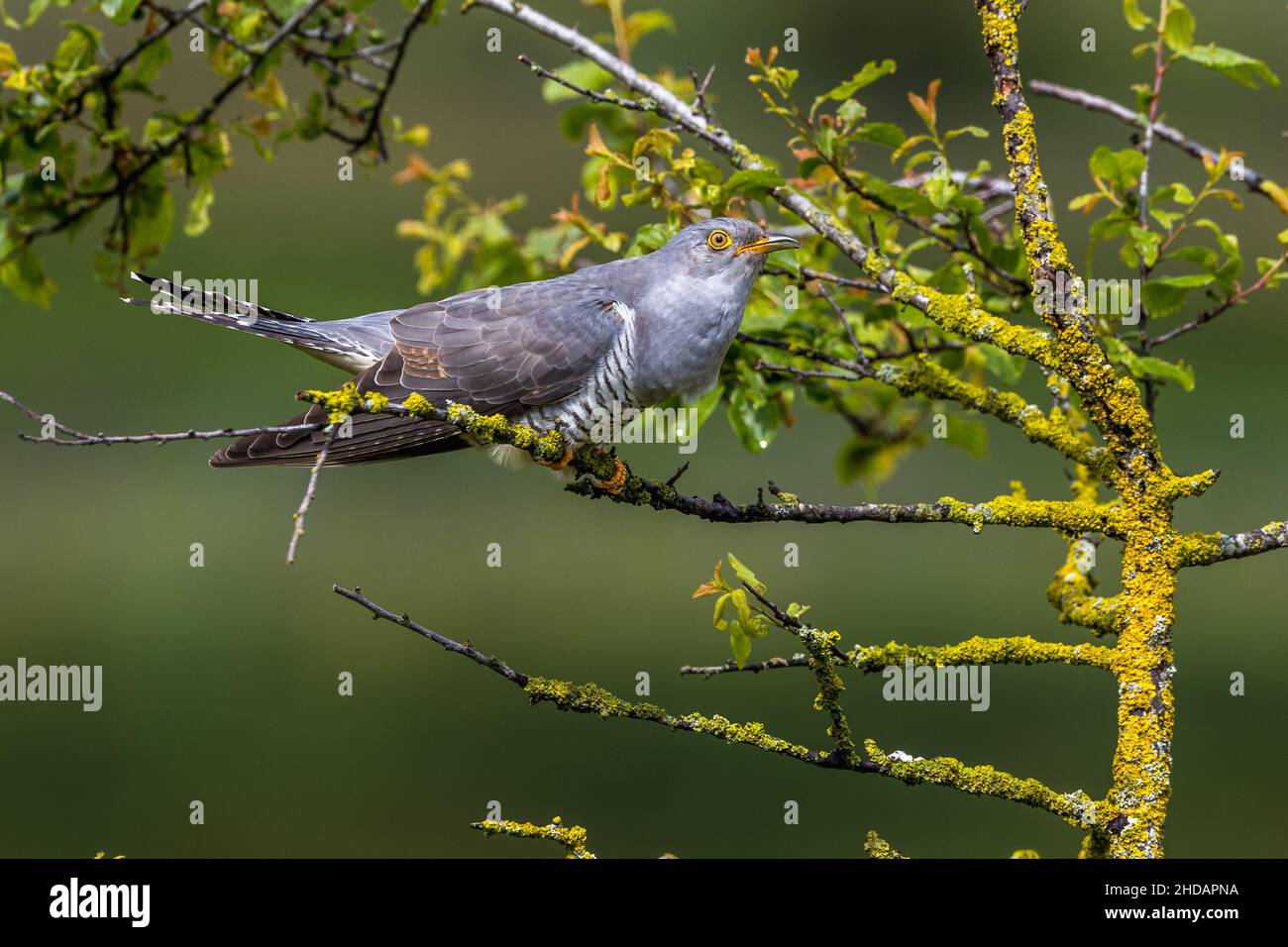 Kuckuck (Cuculus canorus Stock Photo - Alamy