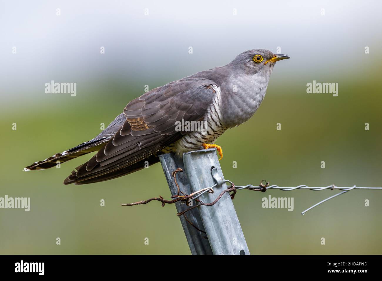 Kuckuck (Cuculus canorus Stock Photo - Alamy