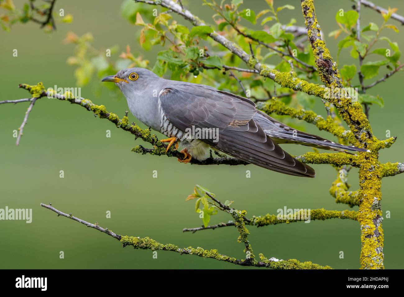 Kuckuck (Cuculus canorus Stock Photo - Alamy