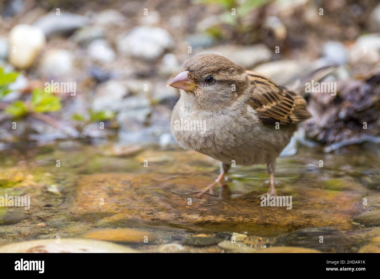 Haussperling weibchen hi-res stock photography and images - Alamy