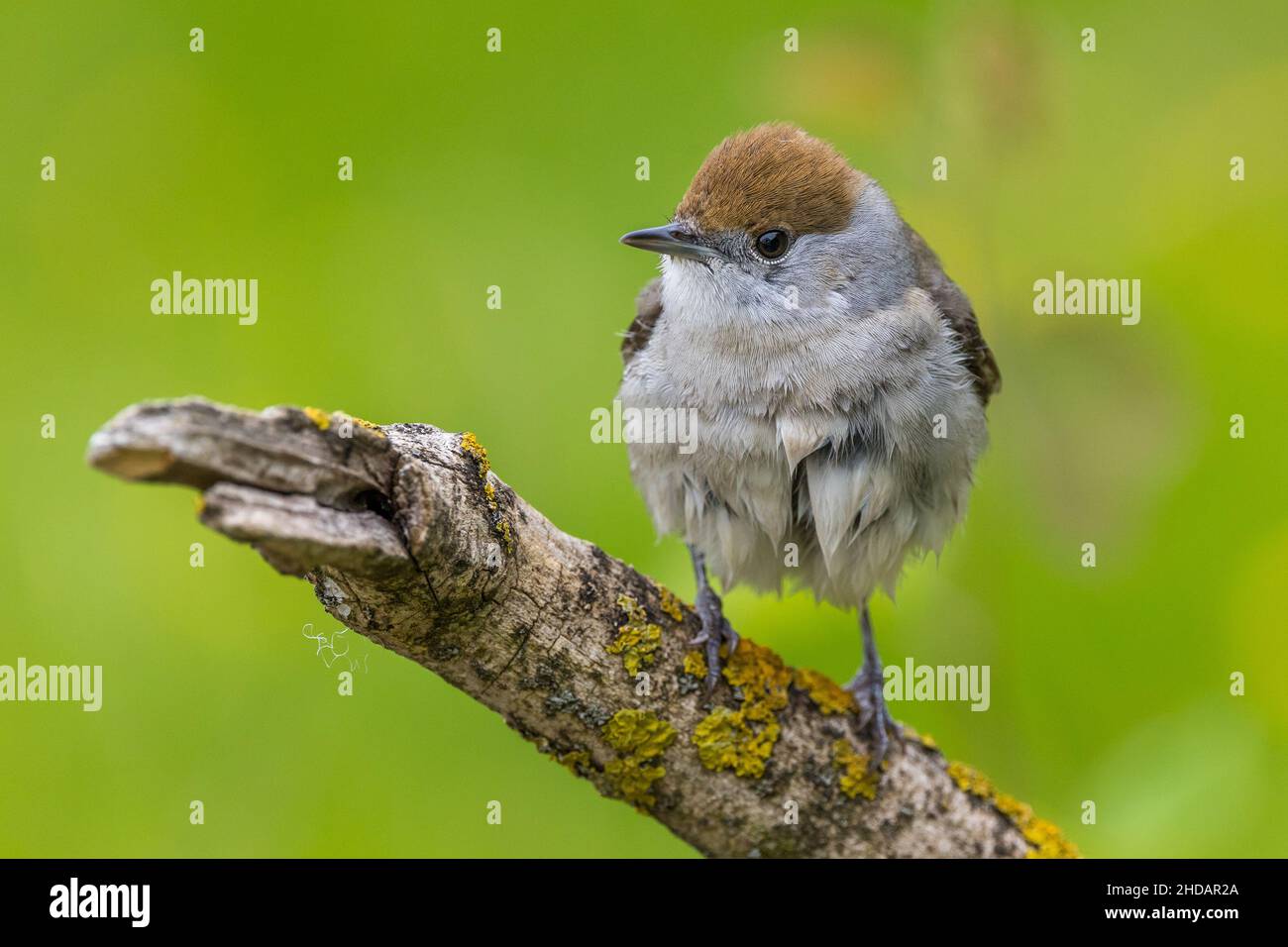 Sylvia atricapilla weiblich hi-res stock photography and images - Alamy