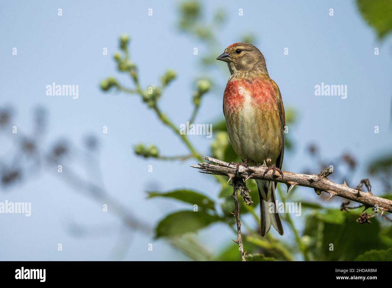 Bluthanfling mannchen hi-res stock photography and images - Alamy