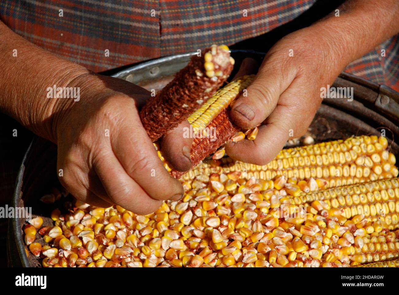 Woman stripping wallpaper hi-res stock photography and images - Alamy