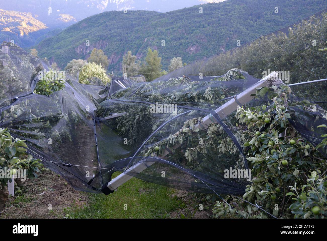 A complete hail protection net in the orchard Stock Photo - Alamy