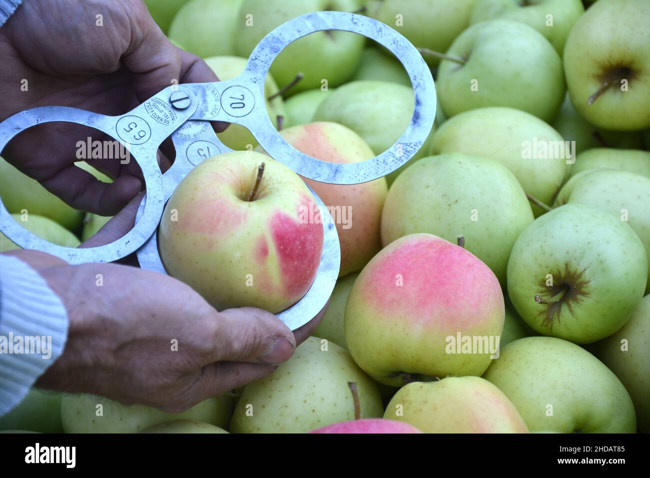 The size of the apples is measured in millimeters in diameter. Various ...