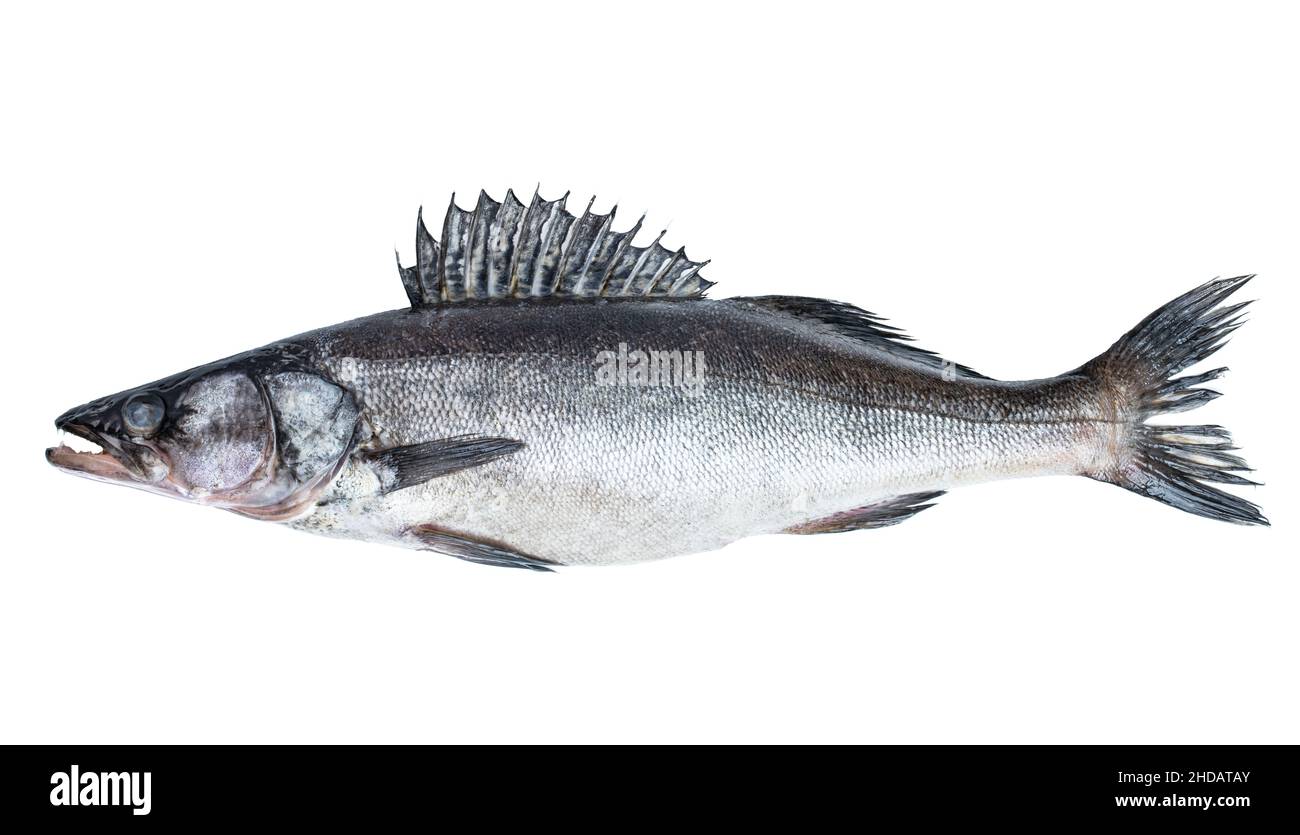 Catch zander hi-res stock photography and images - Alamy