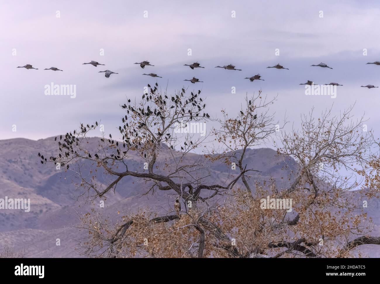 Old poplar tree with Red-winged Blackbirds above, Hawk below, and ...