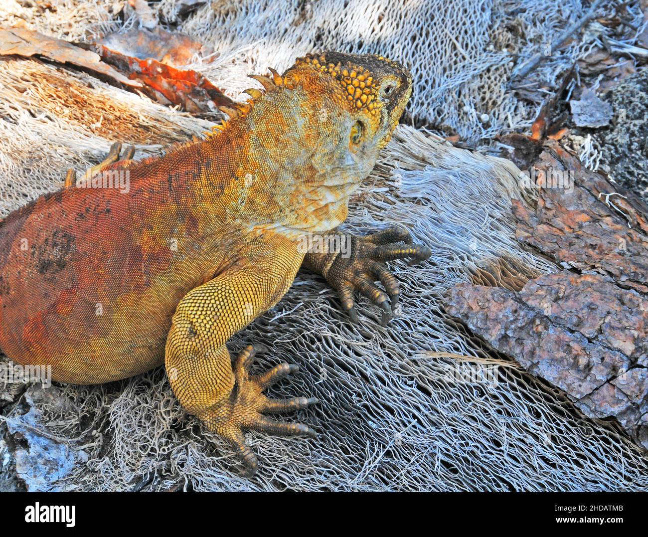 Biodiversity galapagos hi-res stock photography and images - Alamy