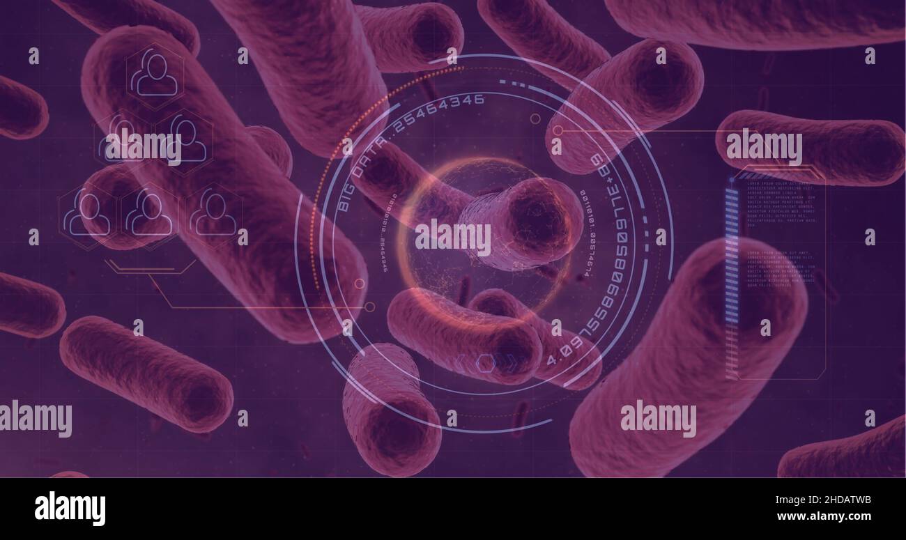 Bacterial cells in the blood stream 4k Stock Photo - Alamy