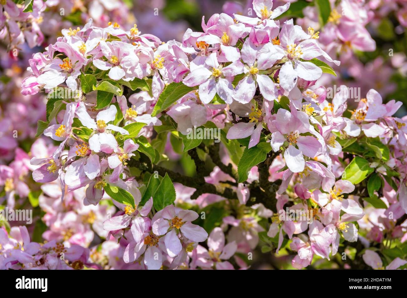 Uzelimage hi-res stock photography and images - Alamy