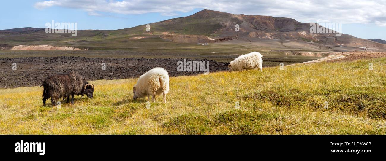 Lava fields in Iceland Stock Photo - Alamy