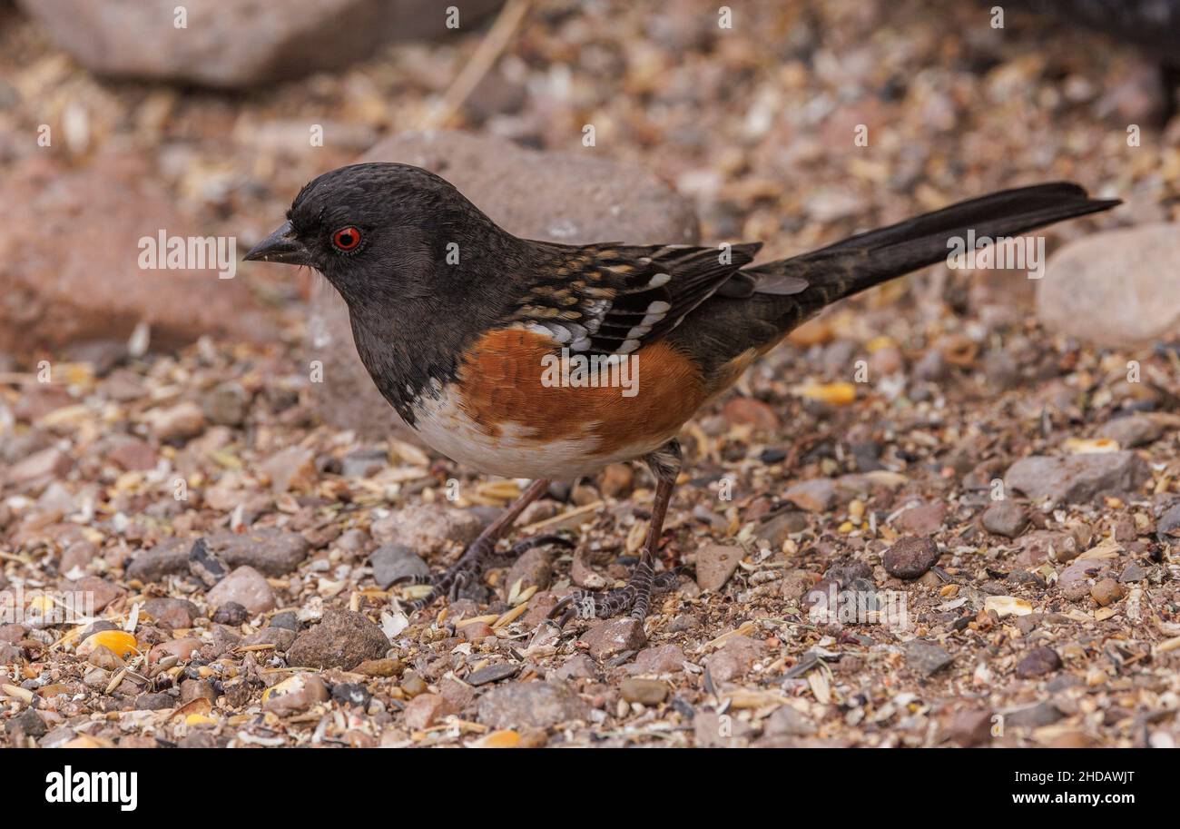 Male Spotted towhee, Pipilo maculatus, feeding below garden bird feeder ...