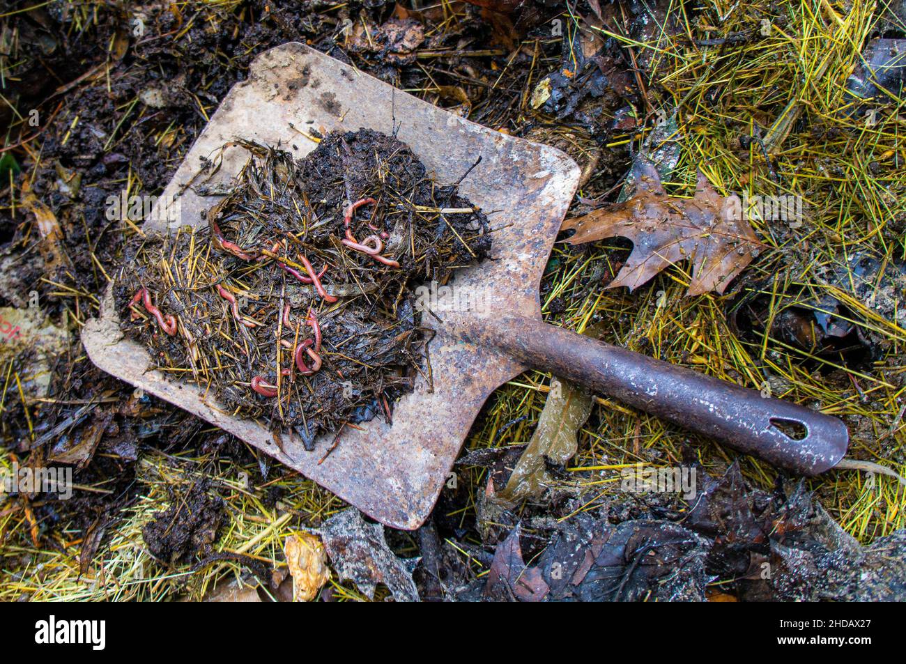compost, metal dustpan, Eisenia andrei/fetida, earthworm, manure worm ...