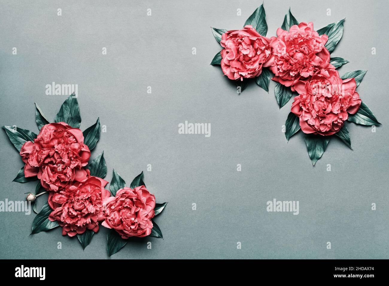 Surreal red peonies frame on gray green background. Beauty floral ...