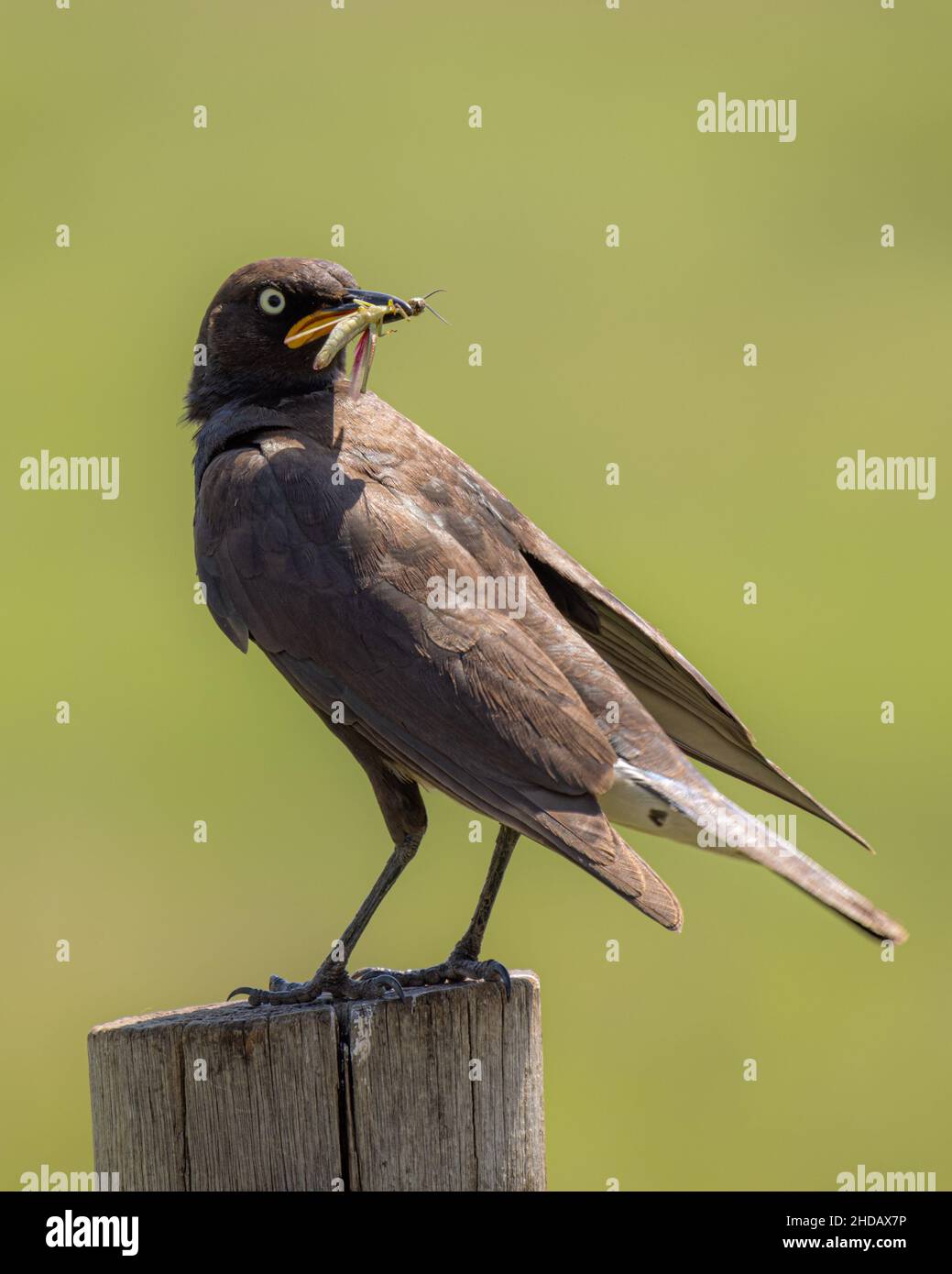 Common myna eating an insect Stock Photo - Alamy
