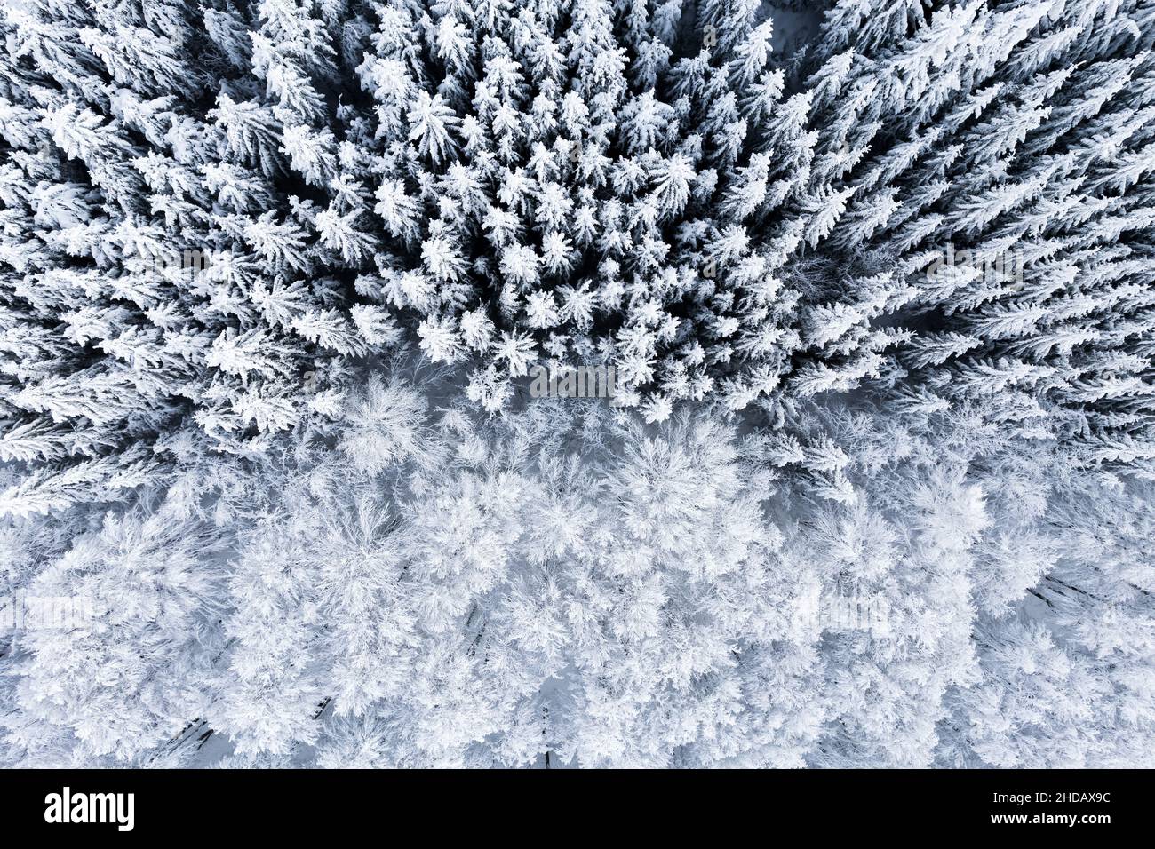 Frozen trees topdown aerial view Stock Photo - Alamy Frozen trees topdown aerial view Stock Photo - Alamy