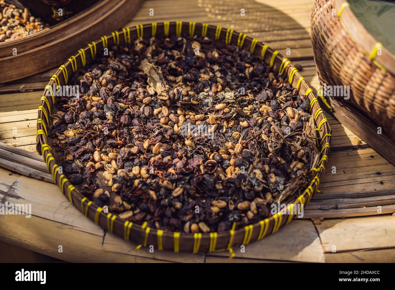 Kopi luwak or civet coffee, Coffee beans excreted by the civet Stock ...