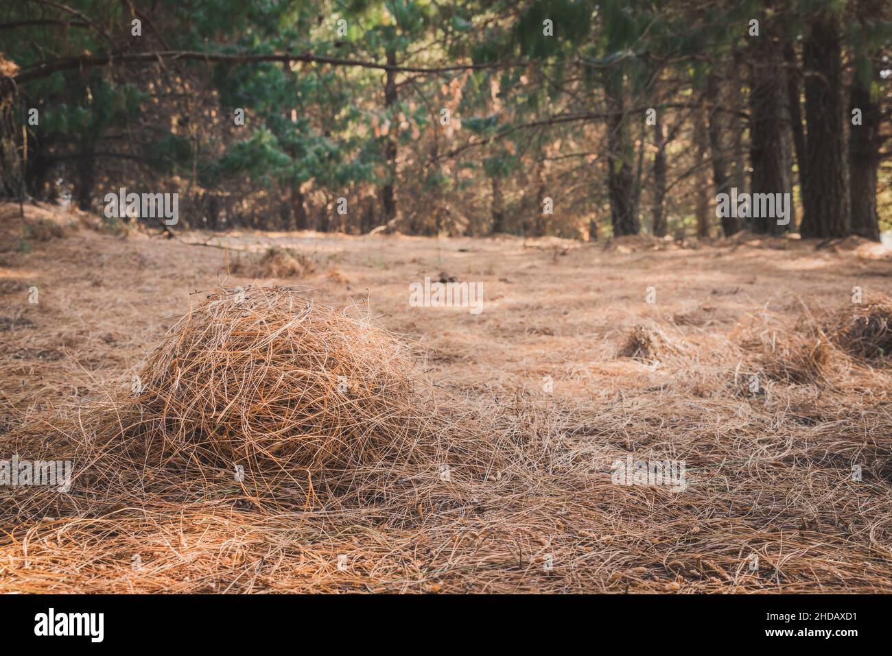 Dry pine needles in a pine tree forest Stock Photo - Alamy