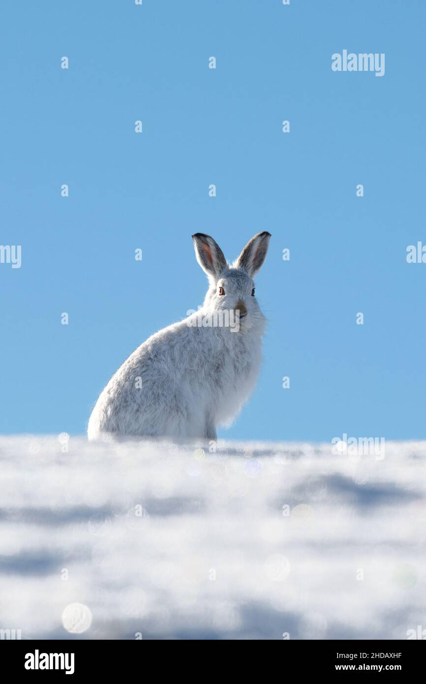 Hare sitting hi-res stock photography and images - Alamy