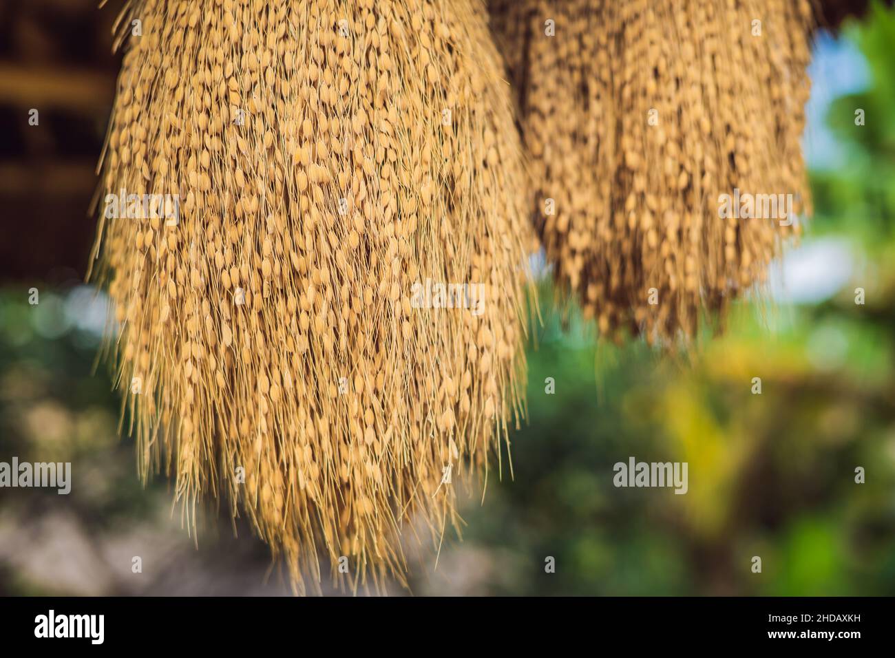 Raw rice grain. Organic food background. Ear of rice or ear of paddy ...