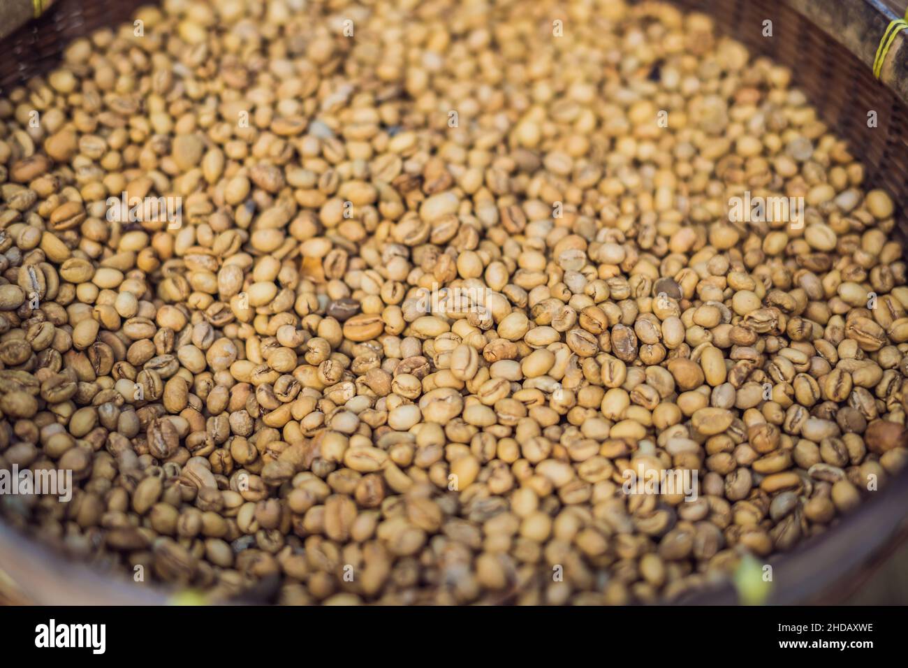 Kopi luwak or civet coffee, Coffee beans excreted by the civet Stock ...
