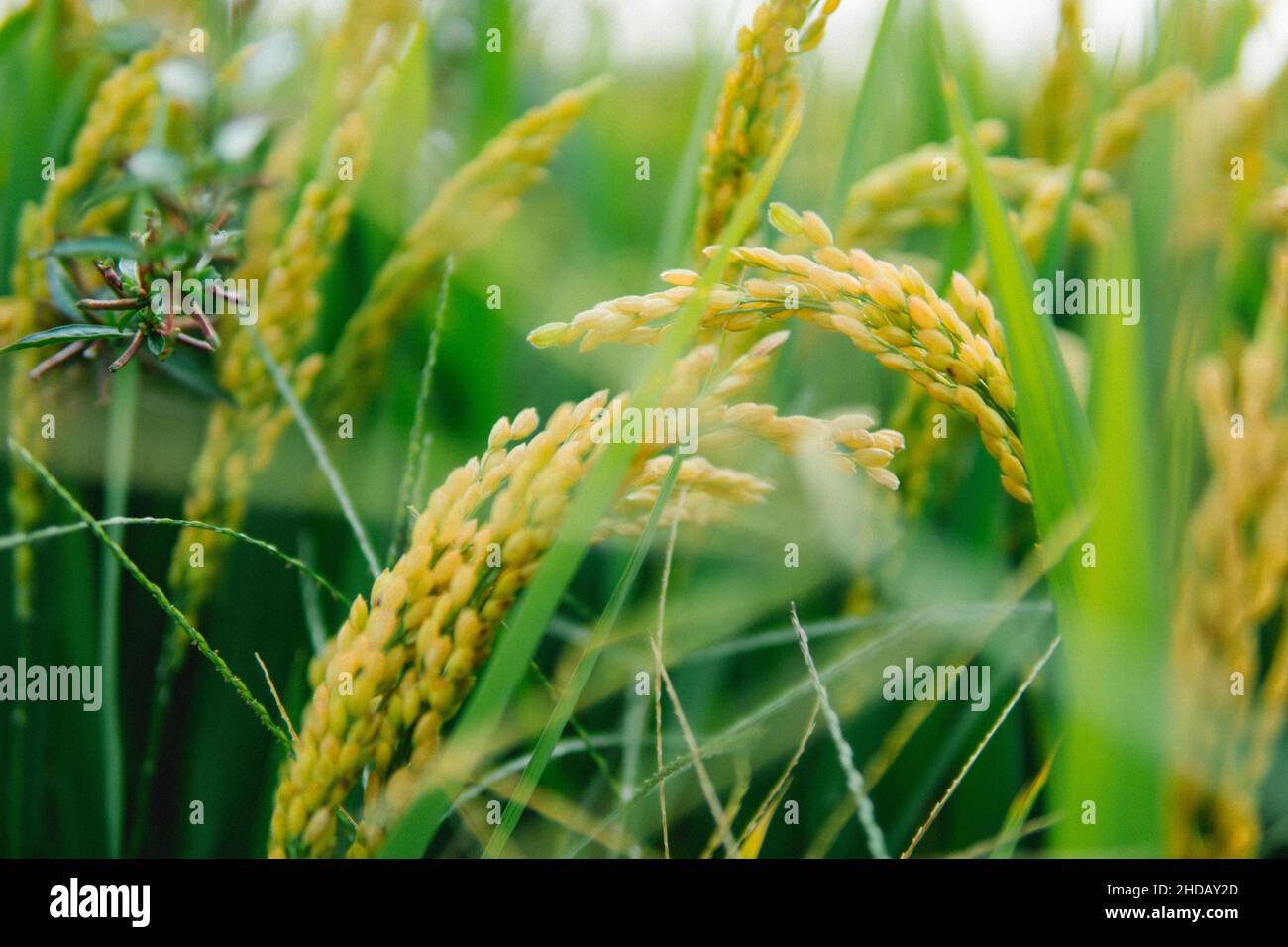 Closeup rice field hi-res stock photography and images - Alamy