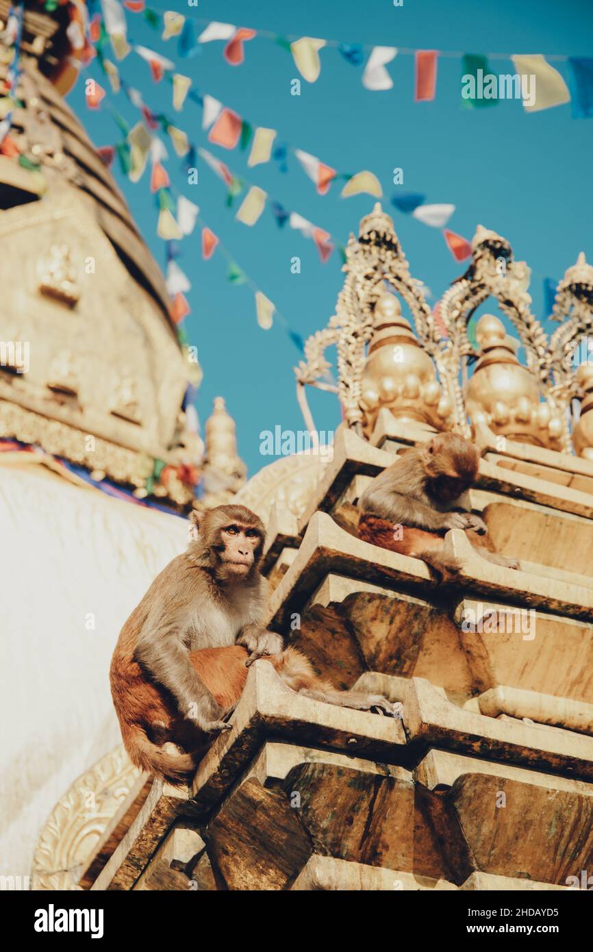 Swayambhunath Temple, The Monkey Temple in Kathmandu Valley, Nepal ...