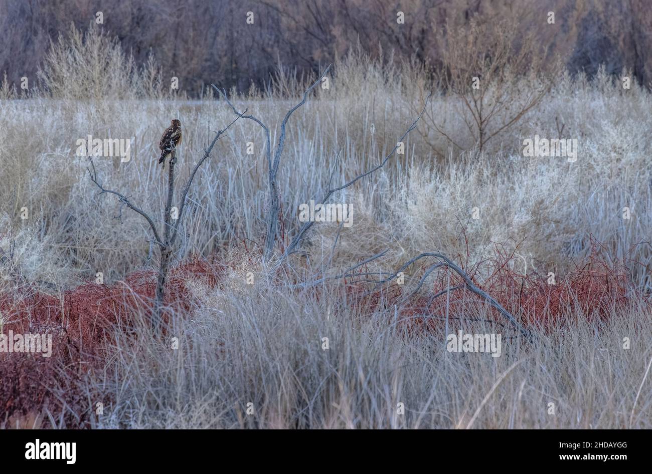 Northern harrier, Circus hudsonius, perched, scanning grassland at dawn ...