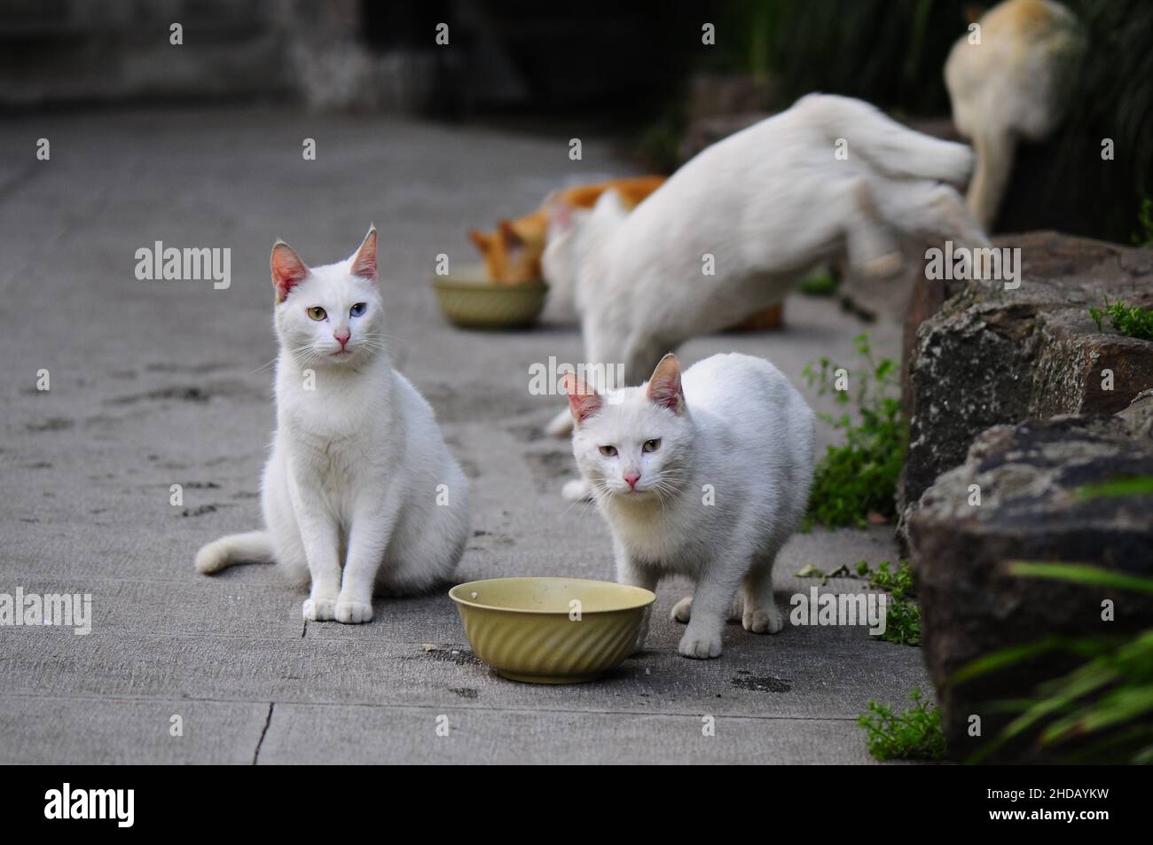 Group of white stray cats eating food from the pot outdoors Stock Photo ...