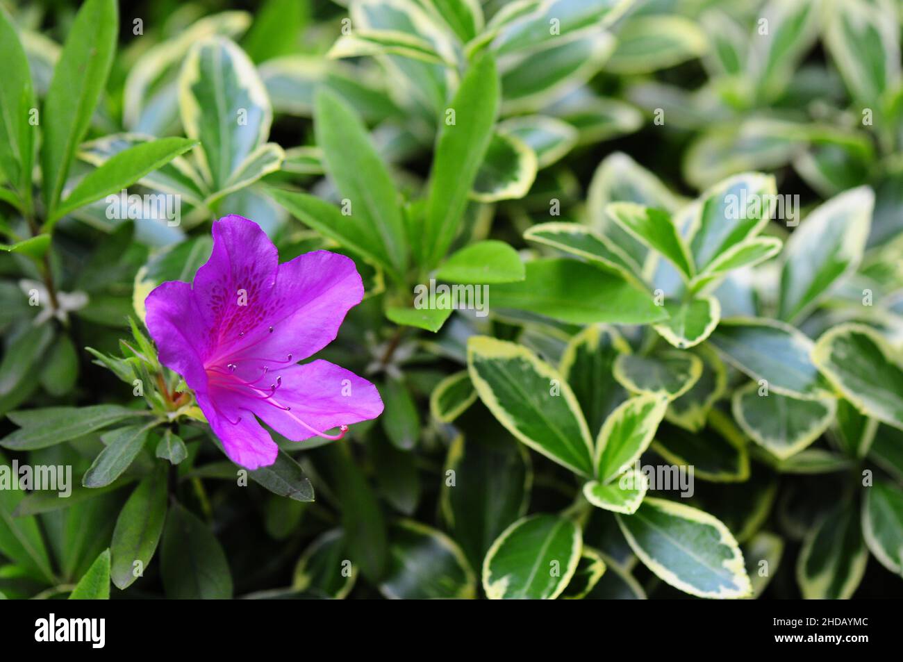 Purple azalea flower hi-res stock photography and images - Alamy