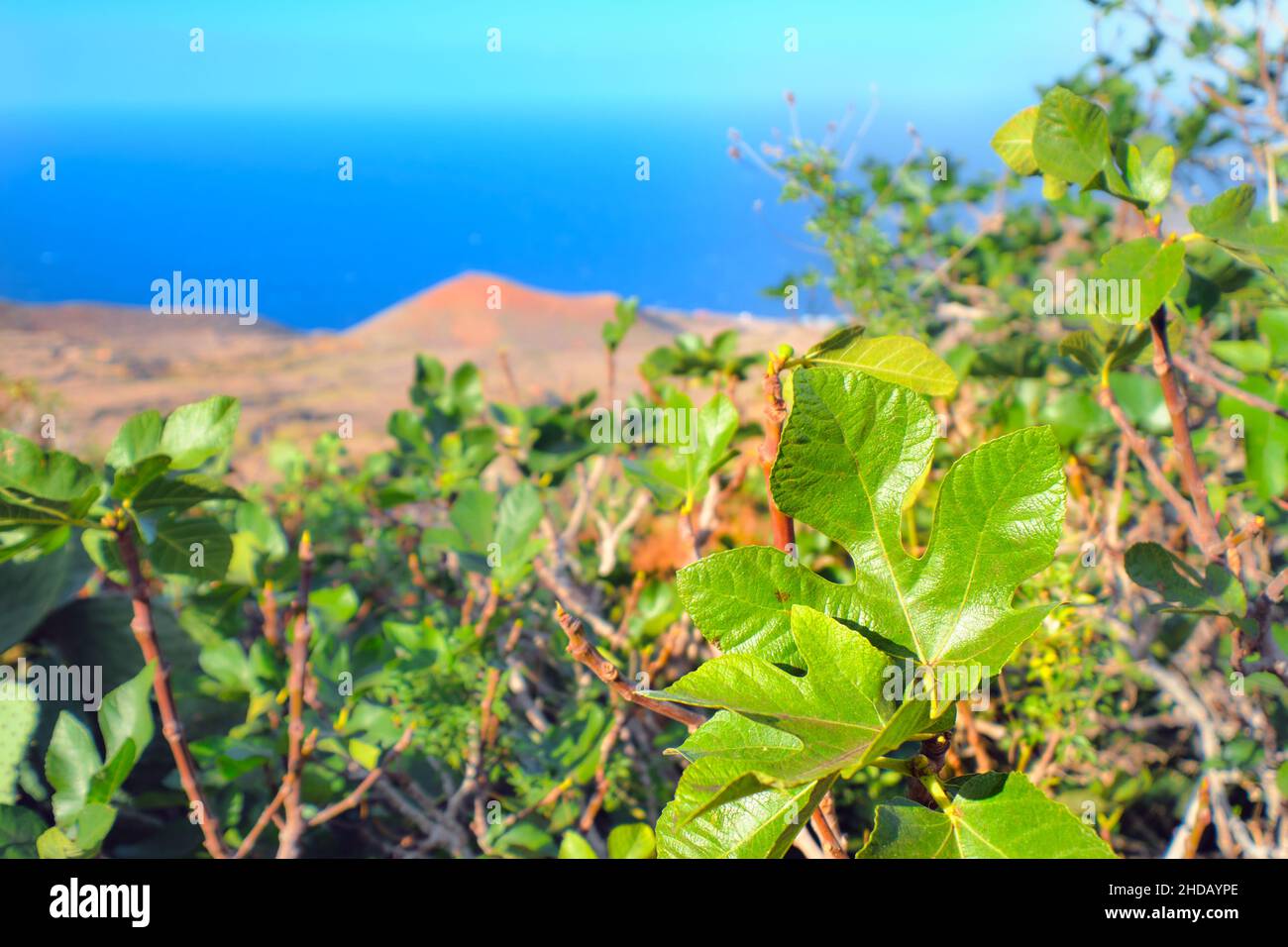 Red fruit fig tree hi-res stock photography and images - Alamy