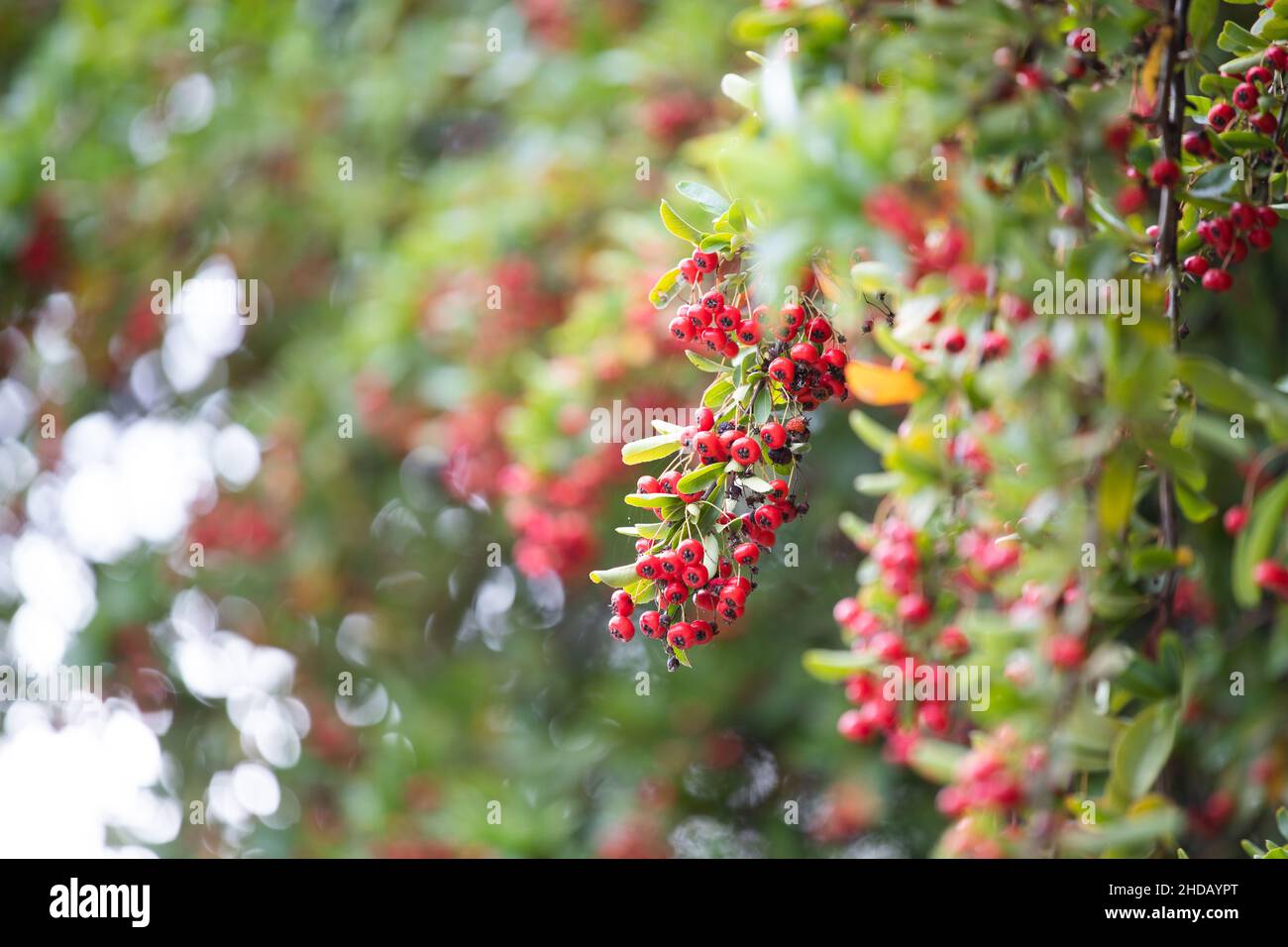 Red berries on rowen tree - closeup photo Stock Photo - Alamy