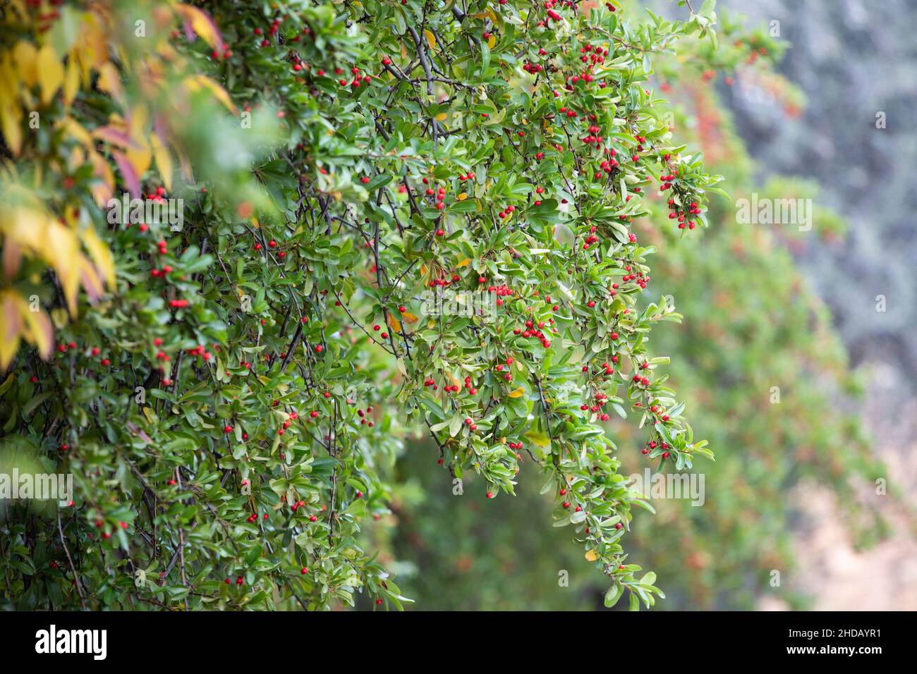 Rowen red berry tree hi-res stock photography and images - Alamy
