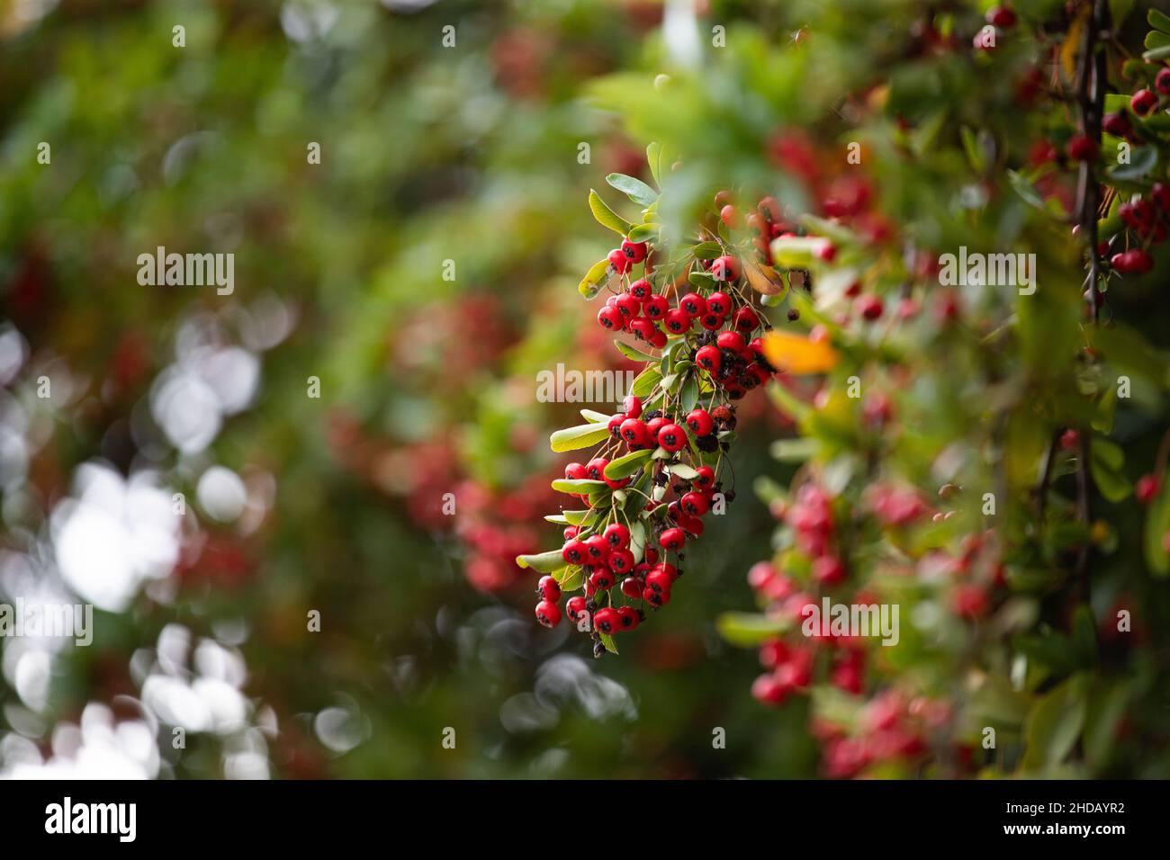 Red berries on rowen tree - closeup photo Stock Photo - Alamy