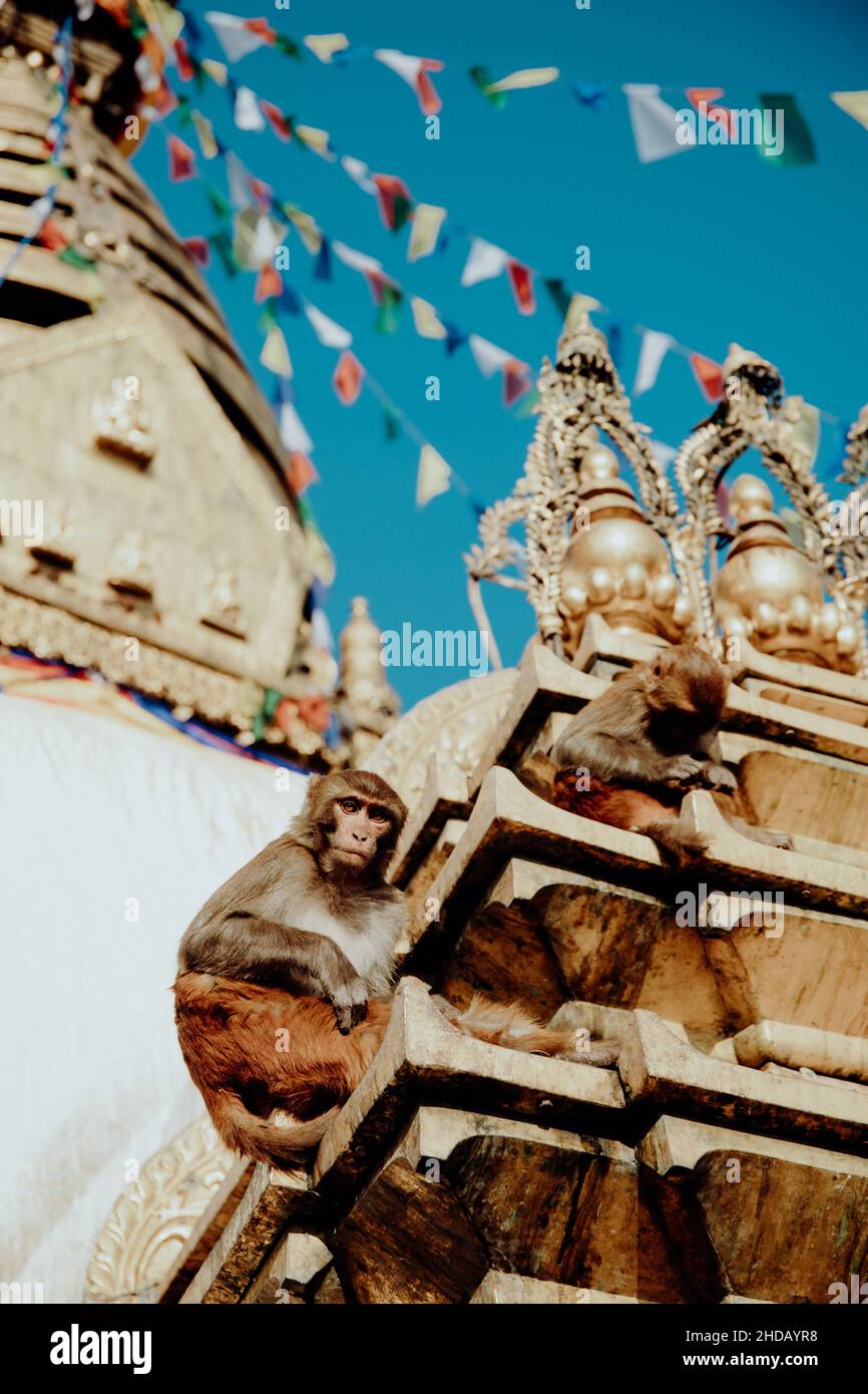 Swayambhunath Temple, The Monkey Temple in Kathmandu Valley, Nepal ...