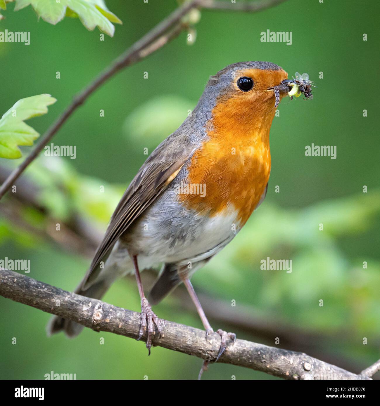 Fly eating bird hi-res stock photography and images - Alamy