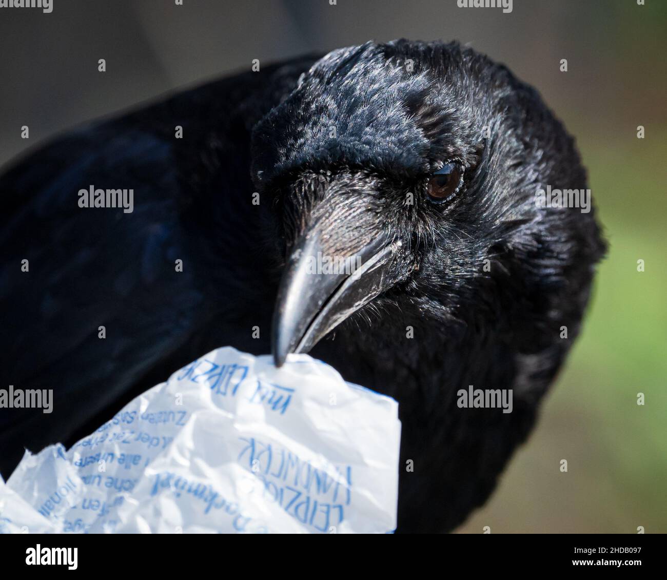 Black crow holding a garbage bag with its beak Stock Photo - Alamy