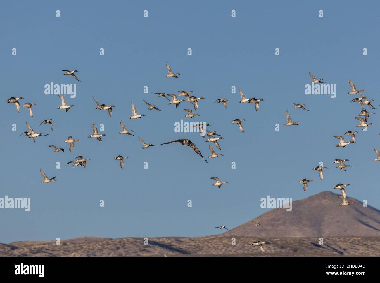 Immature Bald eagle in flight among flock of ducks put up by its ...