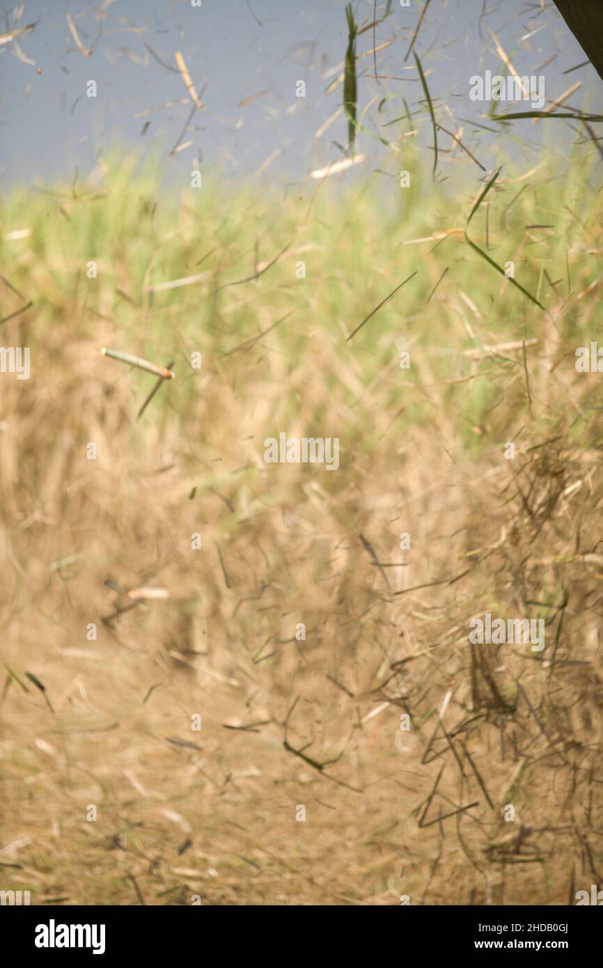A sugar cane plantation field in Brazil. Agriculture concept. High ...