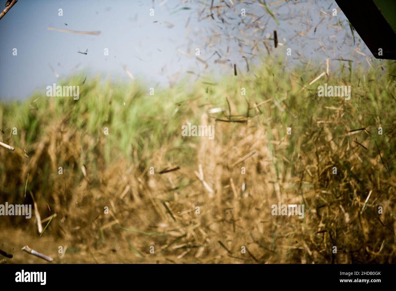 A sugar cane plantation field in Brazil. Agriculture concept. High ...